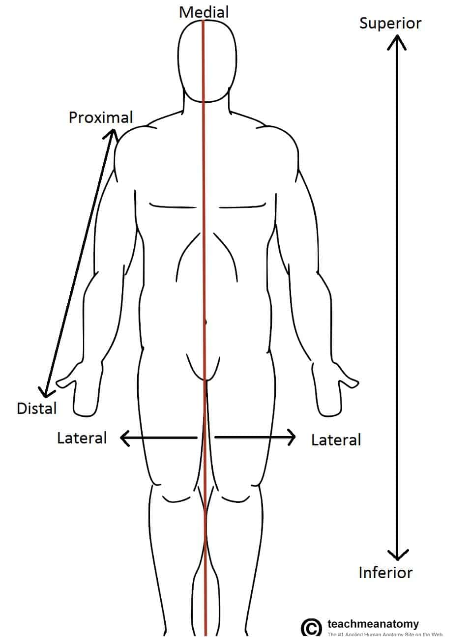 Anatomical Terms Of Location Anterior Posterior TeachMeAnatomy