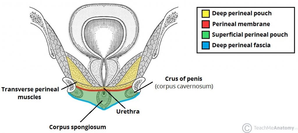 The Perineum Boundaries Contents Innervation TeachMeAnatomy The Perineum Boundaries Contents Innervation TeachMeAnatomy