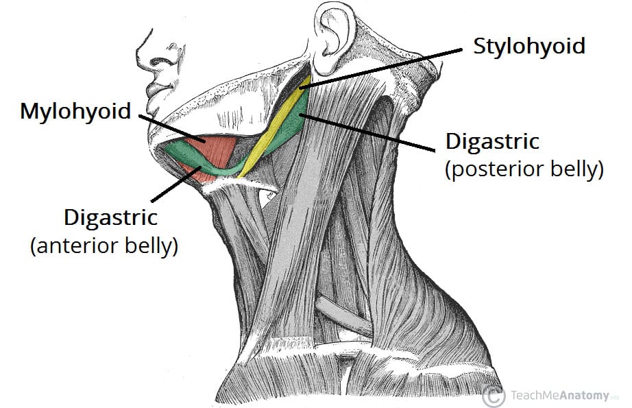 The Suprahyoid Muscles Stylohyoid Digastric TeachMeAnatomy The Suprahyoid Muscles Stylohyoid Digastric TeachMeAnatomy