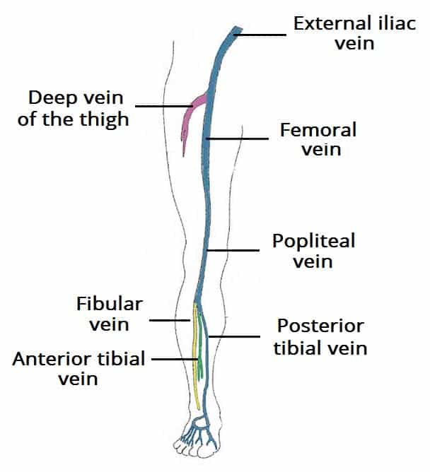Venous Drainage Of The Lower Limb TeachMeAnatomy