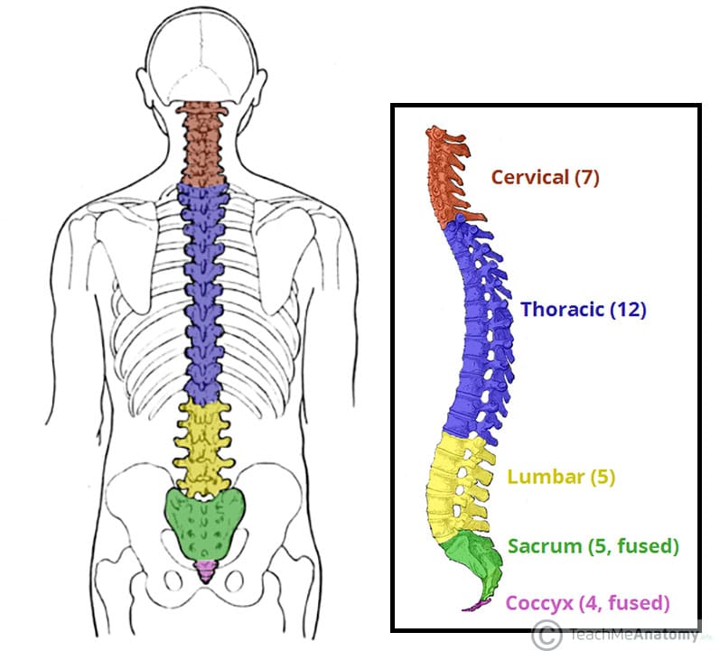 The Vertebral Column Joints Vertebrae Vertebral Structure The Vertebral Column Joints Vertebrae Vertebral Structure