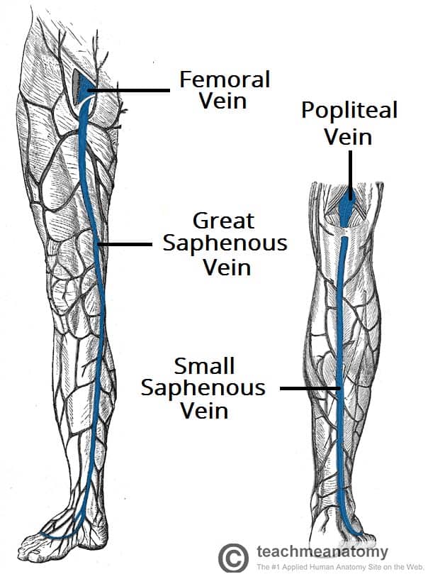 Venous Drainage Of The Lower Limb TeachMeAnatomy