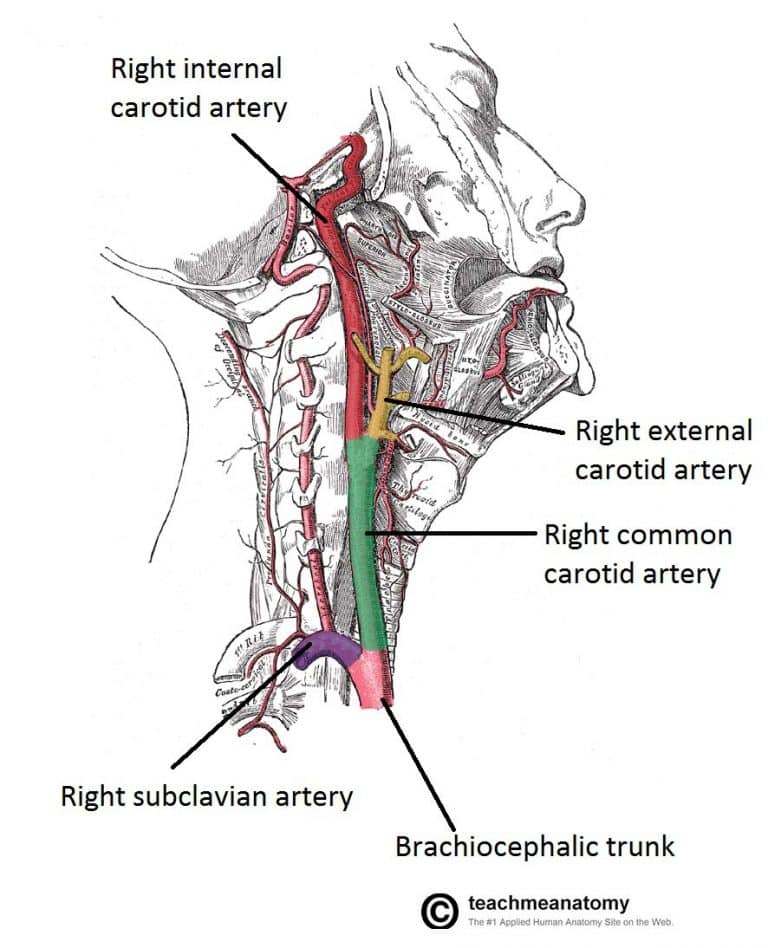 Major Arteries of the Head and Neck - Carotid - TeachMeAnatomy