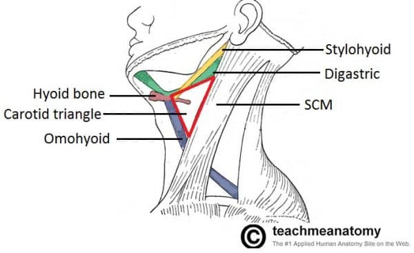 Anterior Triangle of the Neck - Subdivisions - TeachMeAnatomy
