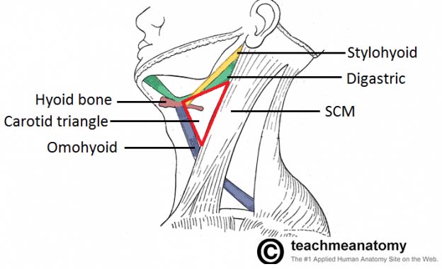 Anterior Triangle of the Neck - Subdivisions - TeachMeAnatomy