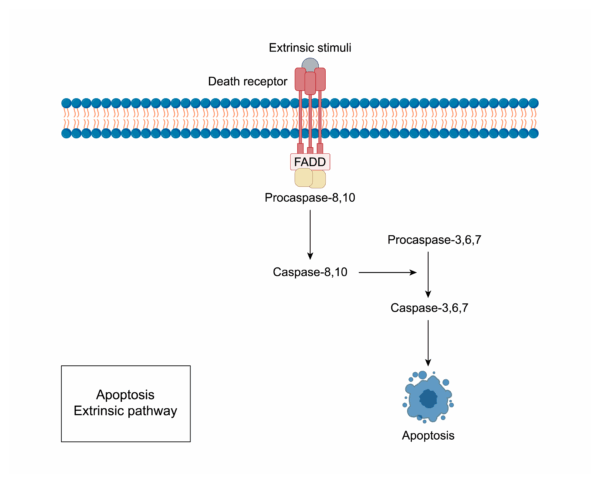 Apoptosis - Intrisinic Pathway - External - TeachMeAnatomy