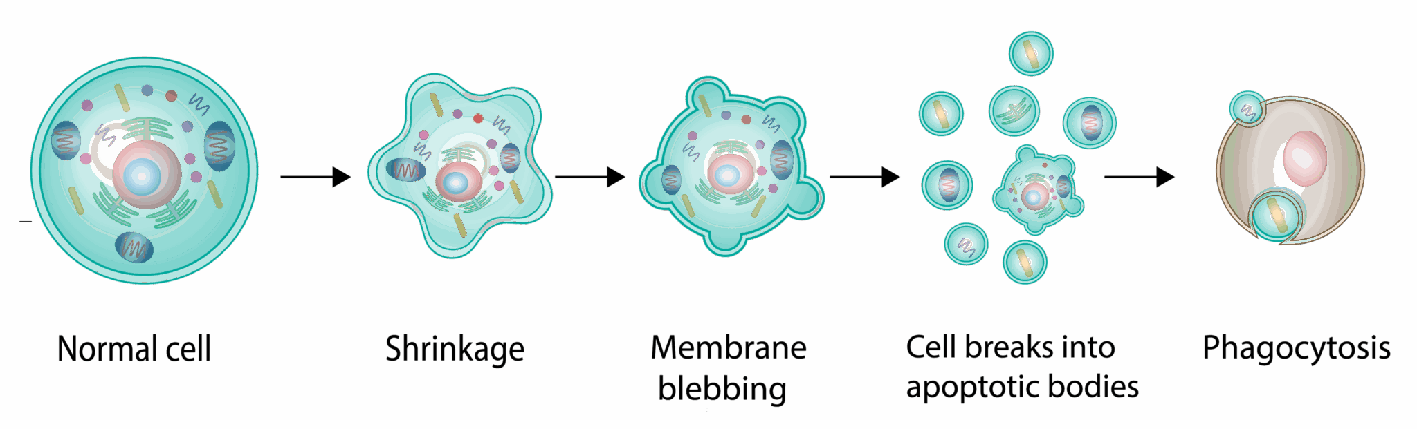 Apoptosis - Intrisinic Pathway - External - TeachMeAnatomy