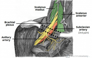 Arterial Supply to the Upper Limb - Subclavian - Brachial - TeachMeAnatomy