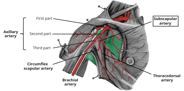 Subscapular Artery - Course - Supply - TeachMeAnatomy