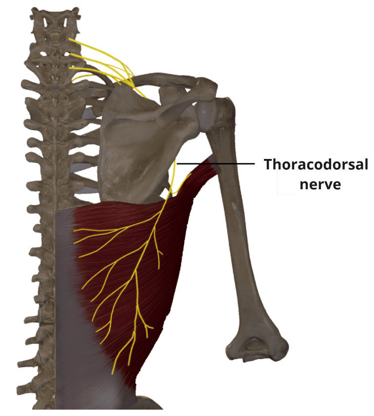 Thoracodorsal Nerve - Course - Functions - TeachMeAnatomy