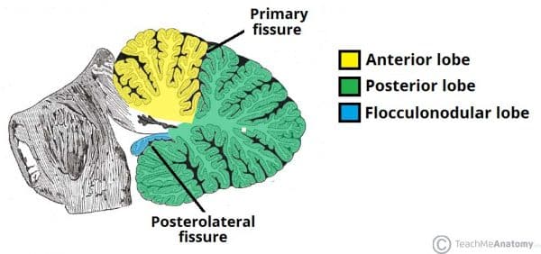 The Cerebellum - Structure - Position - Vasculature - TeachMeAnatomy