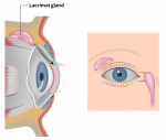 Lacrimal Glands and Apparatus - Vasculature - Innervation - TeachMeAnatomy