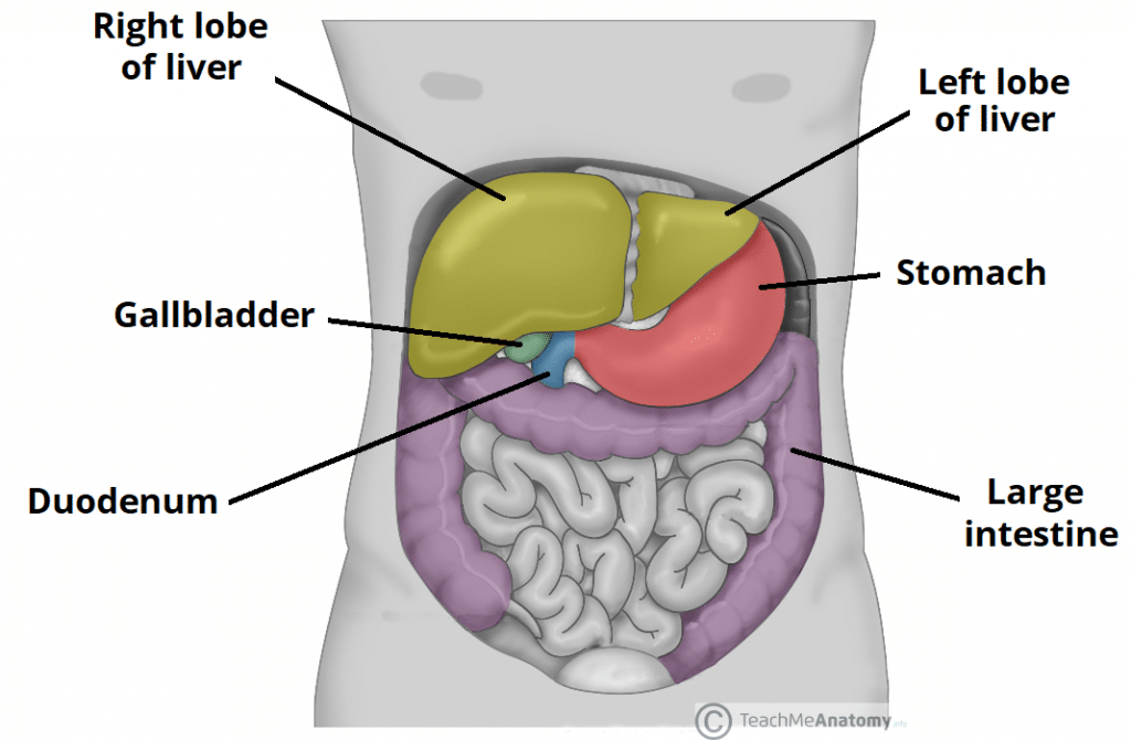 The Liver Lobes Ligaments Vasculature TeachMeAnatomy