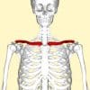 The Clavicle - Functions - Landmarks - Fractures - TeachMeAnatomy