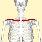 The Clavicle - Functions - Landmarks - Fractures - TeachMeAnatomy