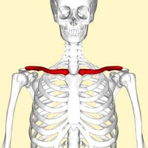 The Clavicle - Functions - Landmarks - Fractures - TeachMeAnatomy