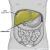 The Gallbladder - Biliary Tree - Gallstones - TeachMeAnatomy