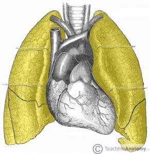 Lung Anatomy | Structure, Vasculature & Nerve Supply - TeachMeAnatomy