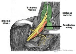 Brachial Plexus Anatomy | Roots, Trunks, Cords & Branches