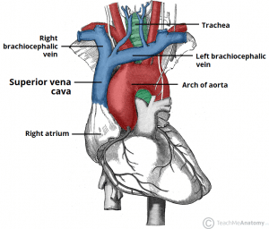 The Superior Vena Cava - TeachMeAnatomy