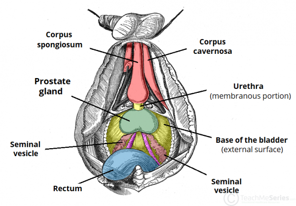 The Prostate Gland Structure Vasculature Lymph Teachmeanatomy