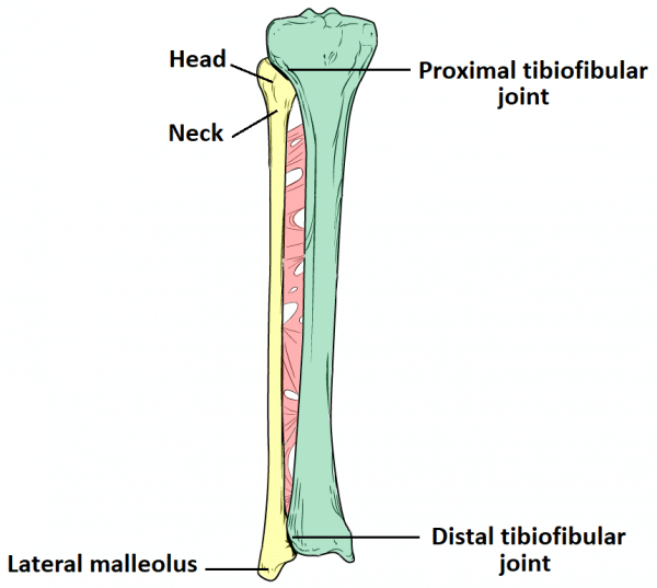 The Fibula - Surfaces - Articulations - Fractures - TeachMeAnatomy
