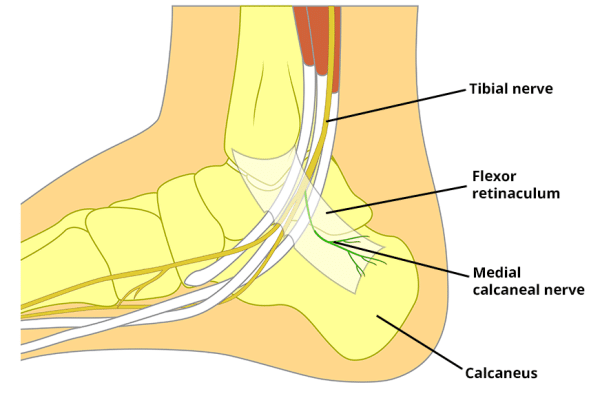 Medial Calcaneal Nerve - Course - Supply - TeachMeAnatomy