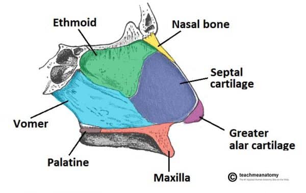 Skull Bones | Cranial and Facial Skeleton – TeachMeAnatomy