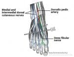 The Superficial Fibular Nerve - Course - Motor - TeachMeAnatomy