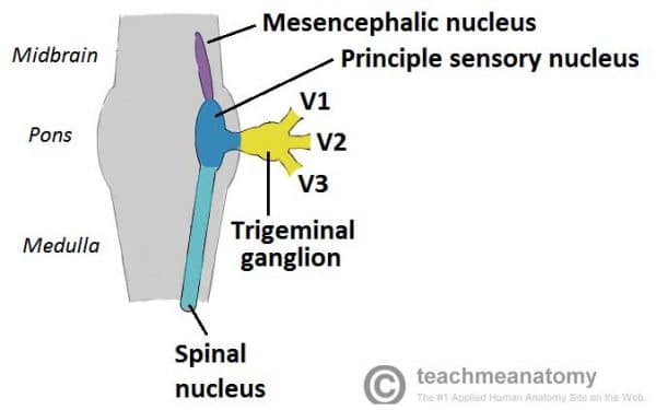 The Maxillary Division of the Trigeminal Nerve (CNV2) - TeachMeAnatomy