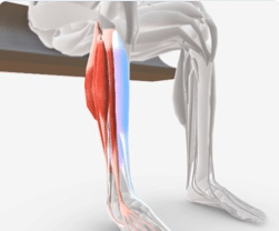 Lower Limb Movements | 3D Models of Hip, Knee and Ankle Motion ...