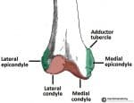 The Femur - Proximal - Distal - Shaft - TeachMeAnatomy