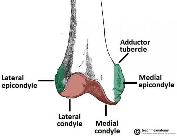 The Femur - Proximal - Distal - Shaft - TeachMeAnatomy