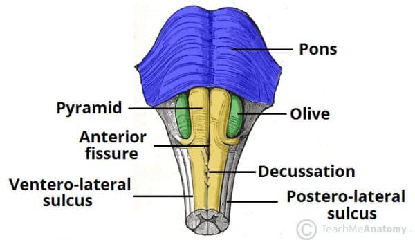 The Medulla Oblongata - Internal Structure - Vasculature - TeachMeAnatomy