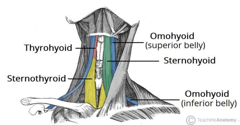 Muscles of the Larynx - Intrinsic - Extrinsic - TeachMeAnatomy