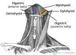 Mylohyoid - Actions - Attachments - TeachMeAnatomy