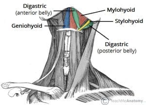 Mylohyoid - Actions - Attachments - TeachMeAnatomy