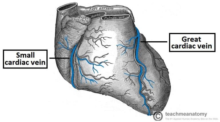 Coronary Arteries and Veins – Anatomy, Distribution, and Clinical ...