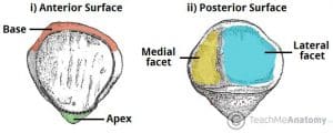 The Patella - Surface Anatomy - Functions - Dislocation - TeachMeAnatomy