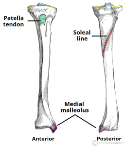 Lower Limb Bones | Pelvis, Femur, Tibia, Fibula and Foot – TeachMeAnatomy
