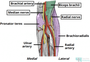 The Cubital Fossa - Borders - Contents - TeachMeAnatomy