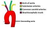The Aorta - Branches - Aortic Arch - TeachMeAnatomy