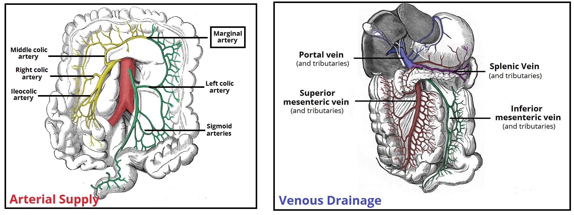 The Colon Ascending Transverse Descending Sigmoid TeachMeAnatomy