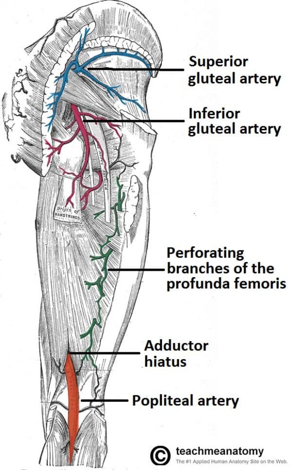 Arteries Of The Lower Limb Thigh Leg Foot TeachMeAnatomy Arteries Of The Lower Limb Thigh Leg Foot TeachMeAnatomy