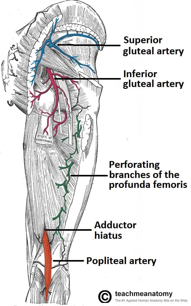 Arteries Of The Lower Limb Thigh Leg Foot TeachMeAnatomy Arteries Of The Lower Limb Thigh Leg Foot TeachMeAnatomy