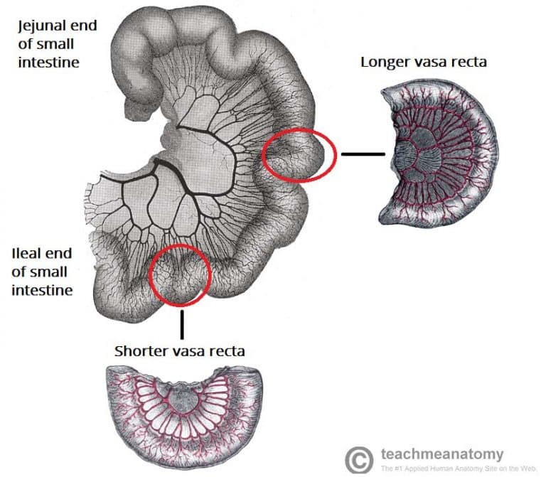 The Small Intestine - Duodenum - Jejunum - Ileum - TeachMeAnatomy
