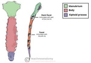 The Sternum - Body - Manubrium - Xiphoid - TeachMeAnatomy