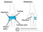 The Elbow Joint - Structure - Movement - TeachMeAnatomy