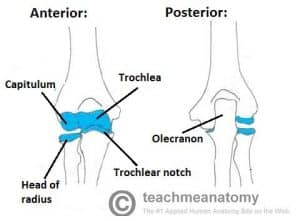The Elbow Joint - Structure - Movement - TeachMeAnatomy
