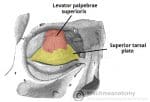 The Extraocular Muscles - The Eyelid - Eye Movement - TeachMeAnatomy